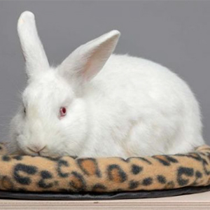 Get Rabbit Help | Info & Resources | House Rabbit Resource Network