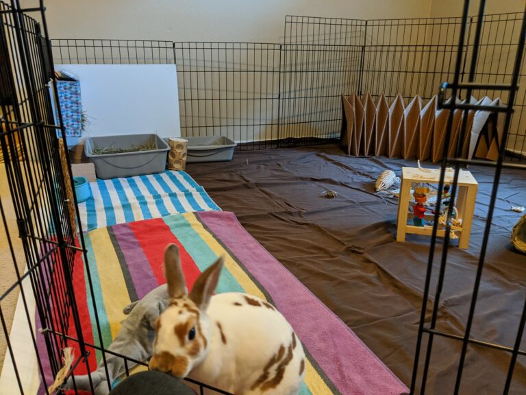 Rabbit Care 101 – House Rabbit Resource Network