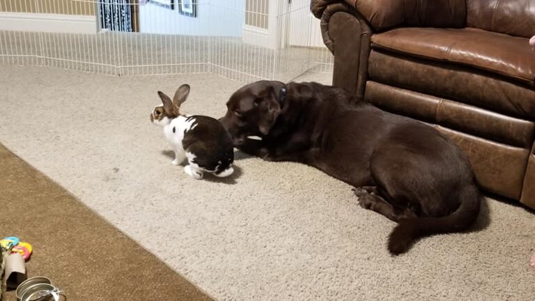 Rabbits & Other Animals – House Rabbit Resource Network