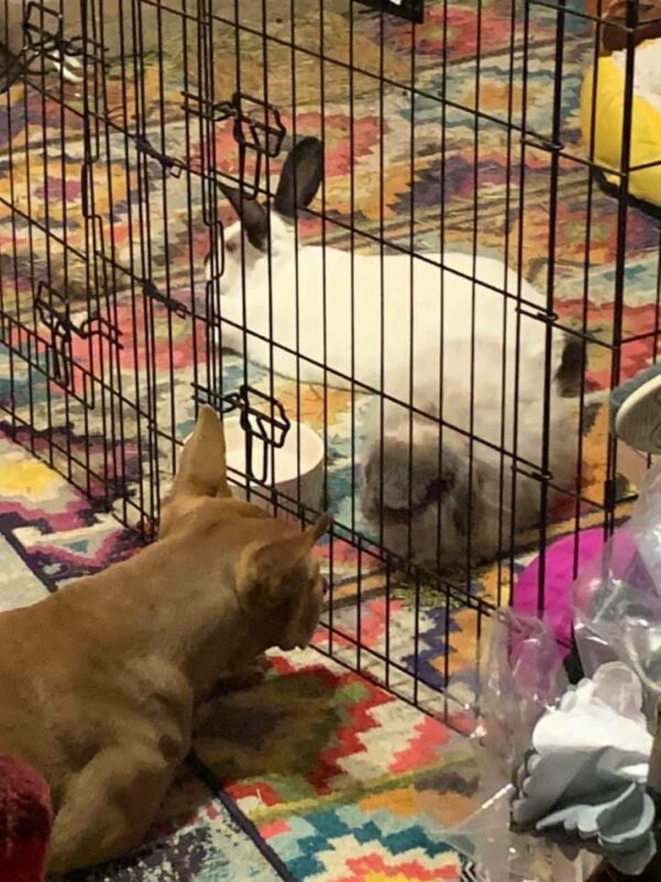 Rabbits & Other Animals – House Rabbit Resource Network