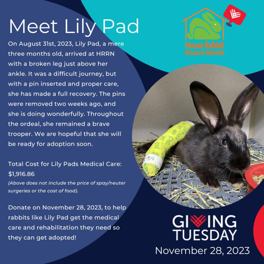Giving Tuesday: November 28, 2023 – House Rabbit Resource Network