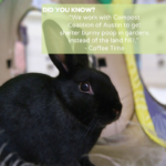 SHOP | House Rabbit Resource Network