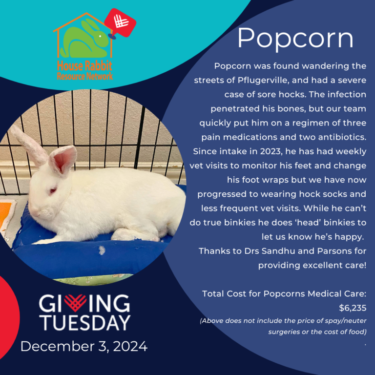 Giving Tuesday: December 3, 2024 – House Rabbit Resource Network