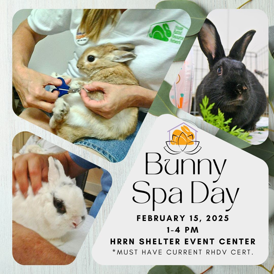 2025 Bunny Spa Day – House Rabbit Resource Network
